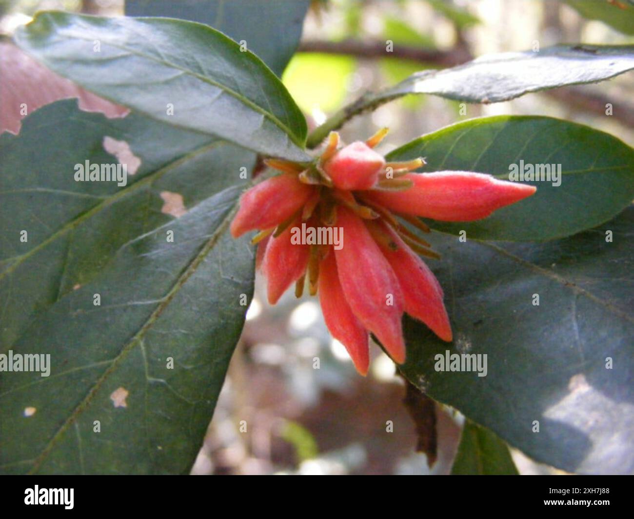 Wild Pomegranate (Burchellia bubalina) Umgeni River Nature Reserve ...