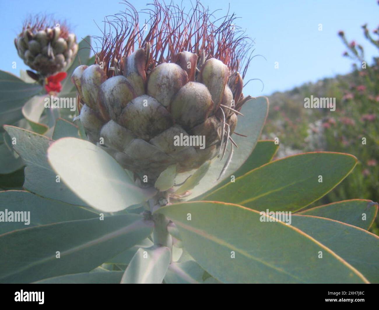 Wagon Tree (Protea nitida) De Hoek in the Swartberg Stock Photo - Alamy