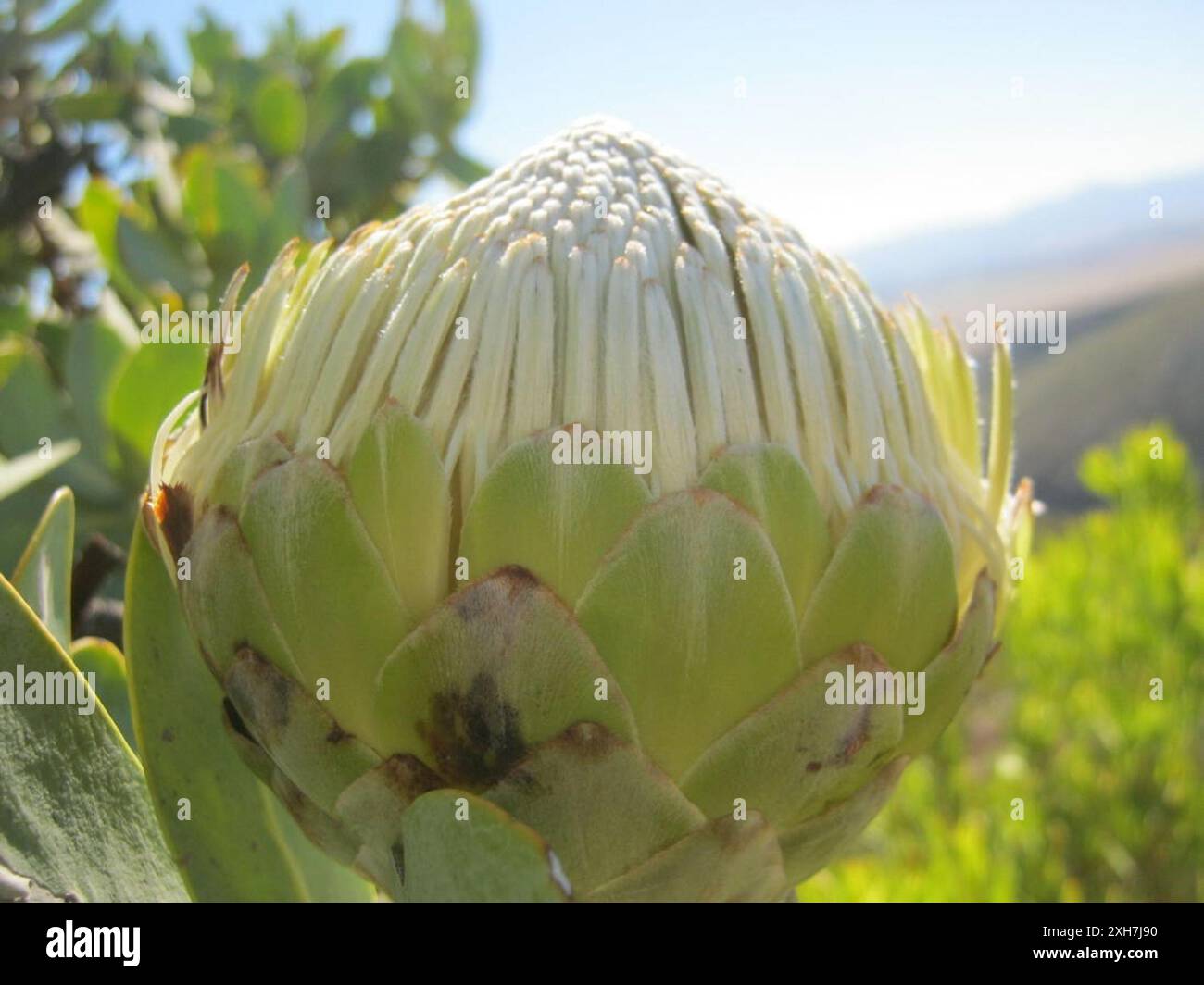 Wagon Tree (Protea nitida) Perdepoort in the northern Outeniquas Stock ...
