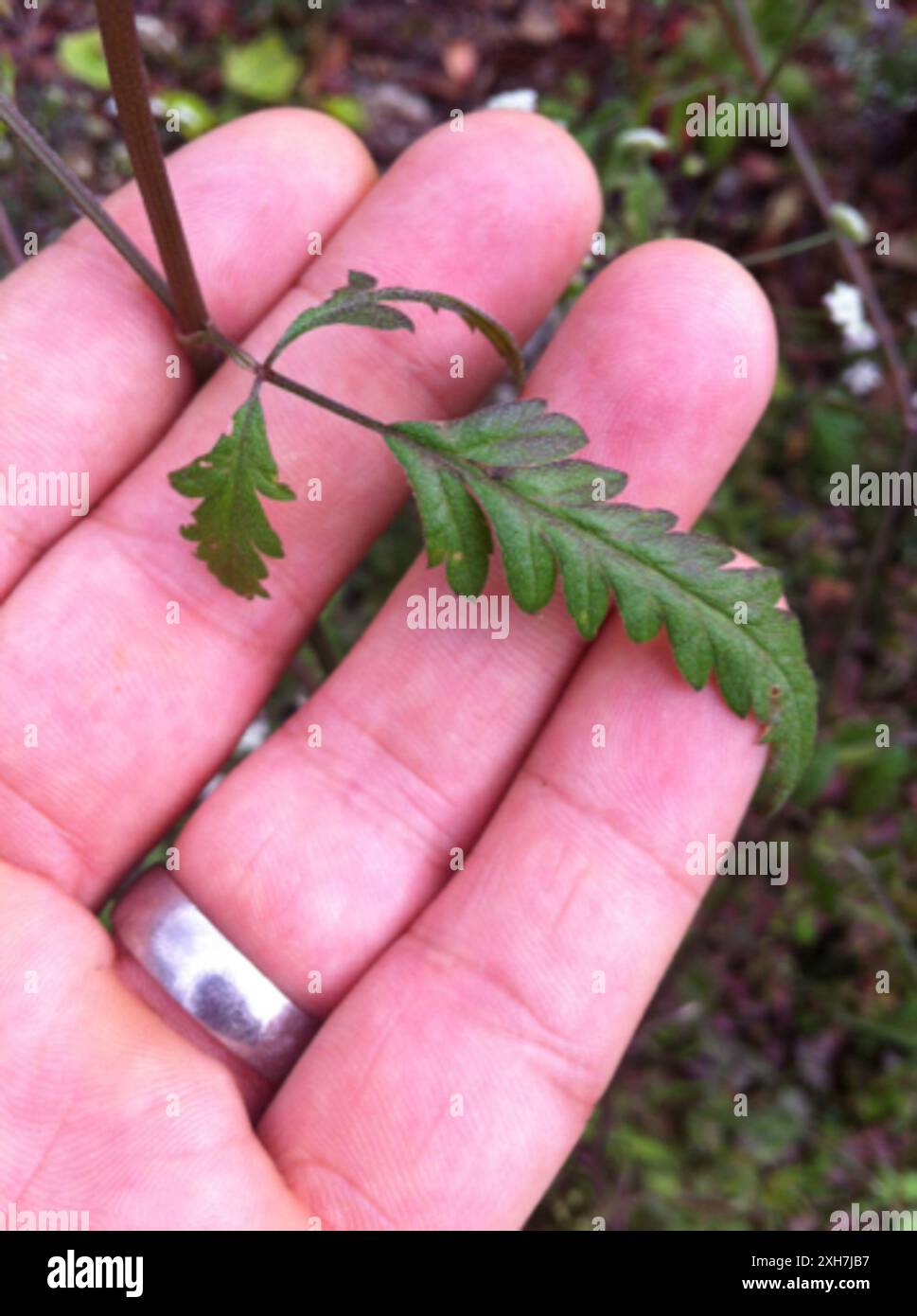 common hedge parsley (Torilis arvensis) Memorial Glade, Berkeley ...