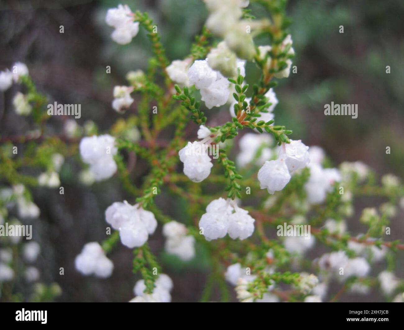 Erica formosa hi-res stock photography and images - Alamy