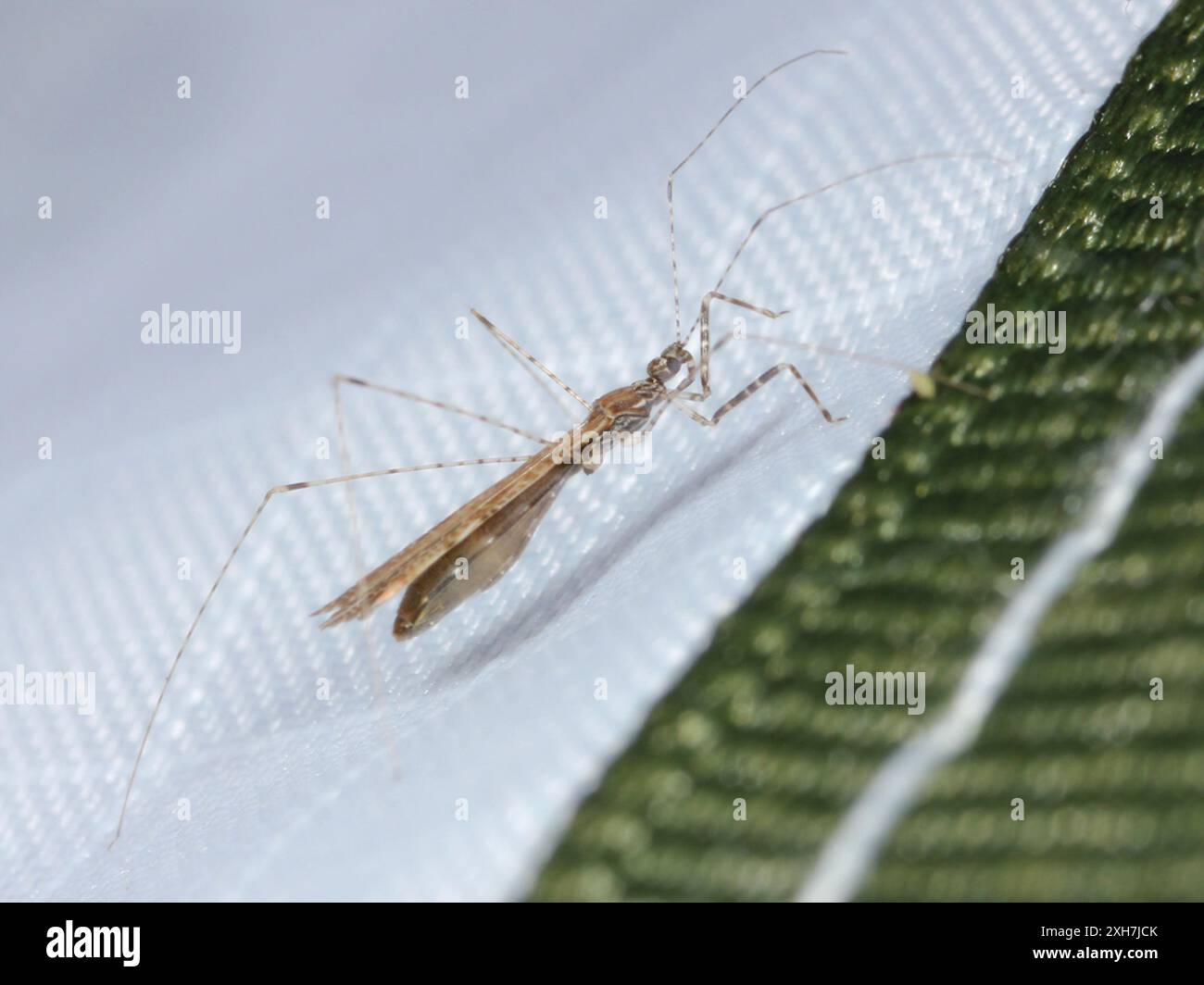 Thread-legged Bugs (Emesinae) McLaren Park, San Francisco, California ...
