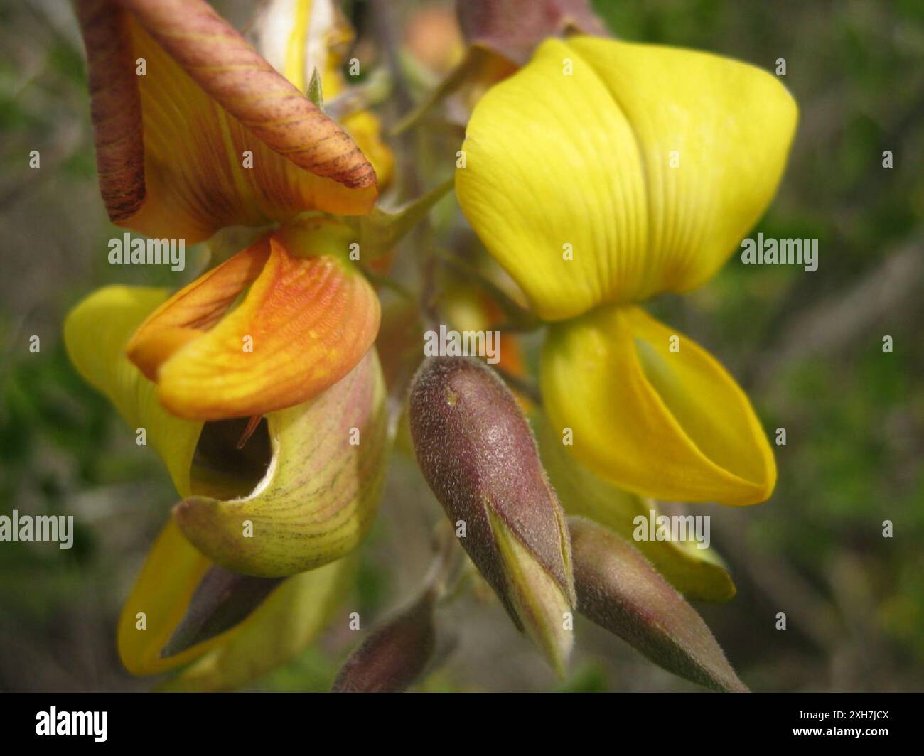 Cape Rattlepod (Crotalaria capensis) Diosma aristata Reserve near ...