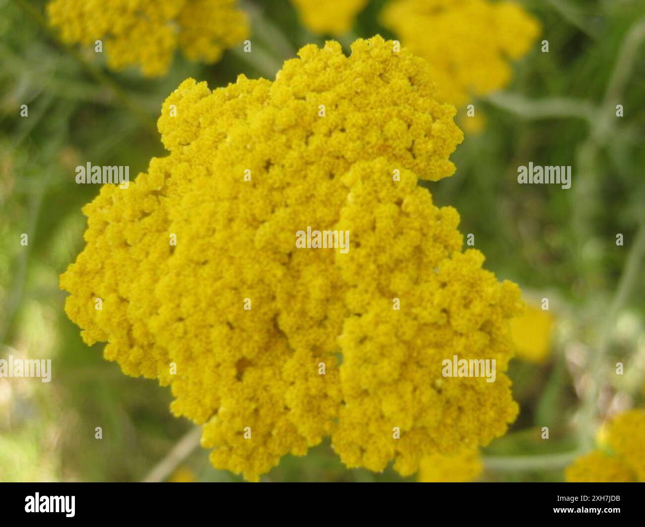 (Helichrysum odoratissimum odoratissimum) Strawberry Hill Fern Trail ...
