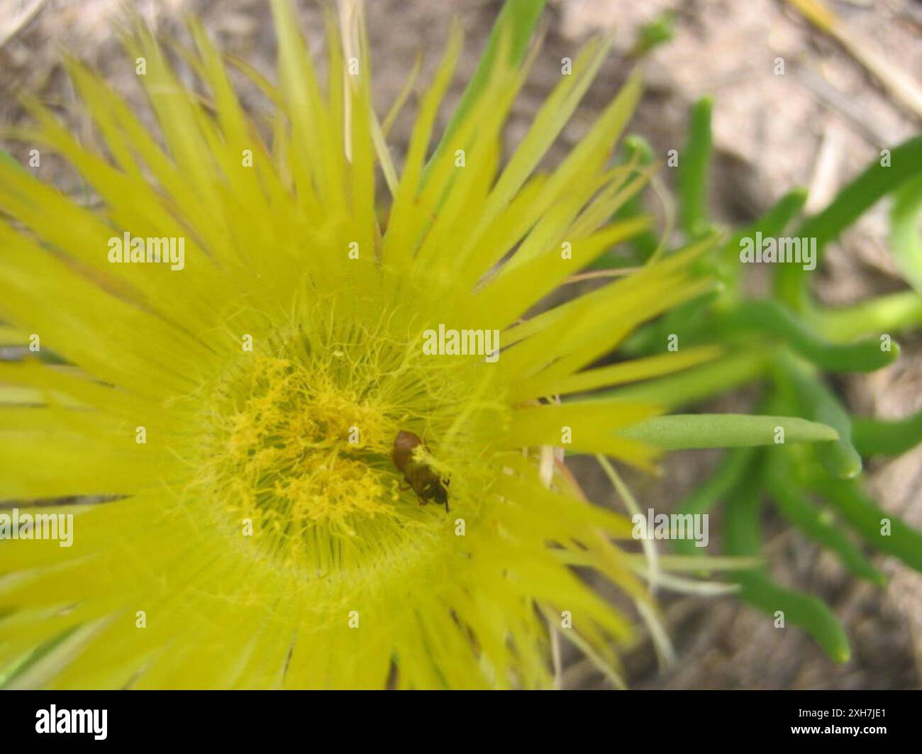 Southern Conefig (Conicosia pugioniformis muiri) Dune Molerat Reserve ...