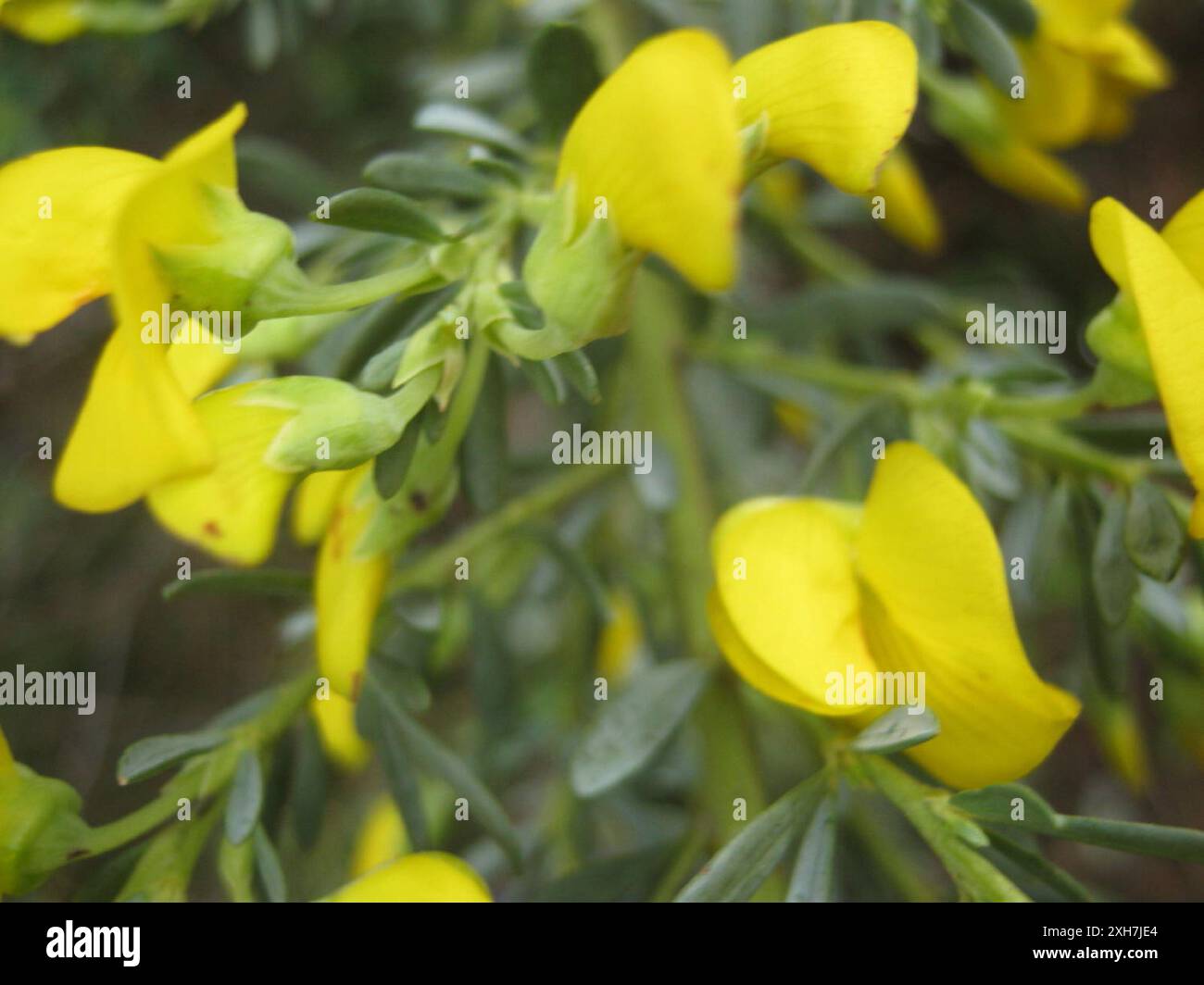 Vlei Honeybush (Cyclopia subternata) Louvain in the Outeniquas Stock ...