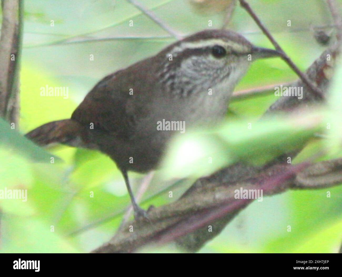 Sinaloa Wren (Thryophilus sinaloa) El Guamachil Stock Photo - Alamy