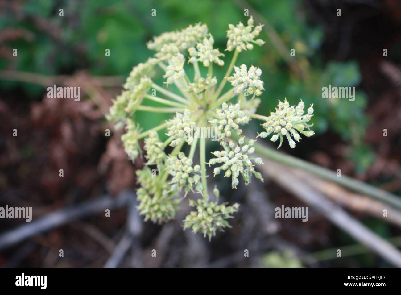 Henderson's angelica (Angelica hendersonii) , Sweeney Ridge Stock Photo ...