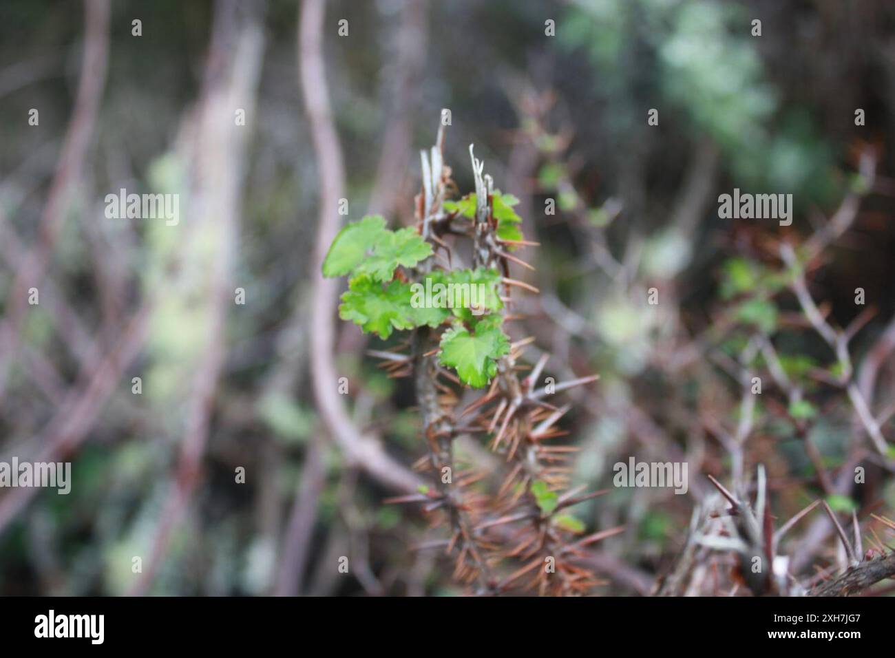 Canyon gooseberry hi-res stock photography and images - Alamy