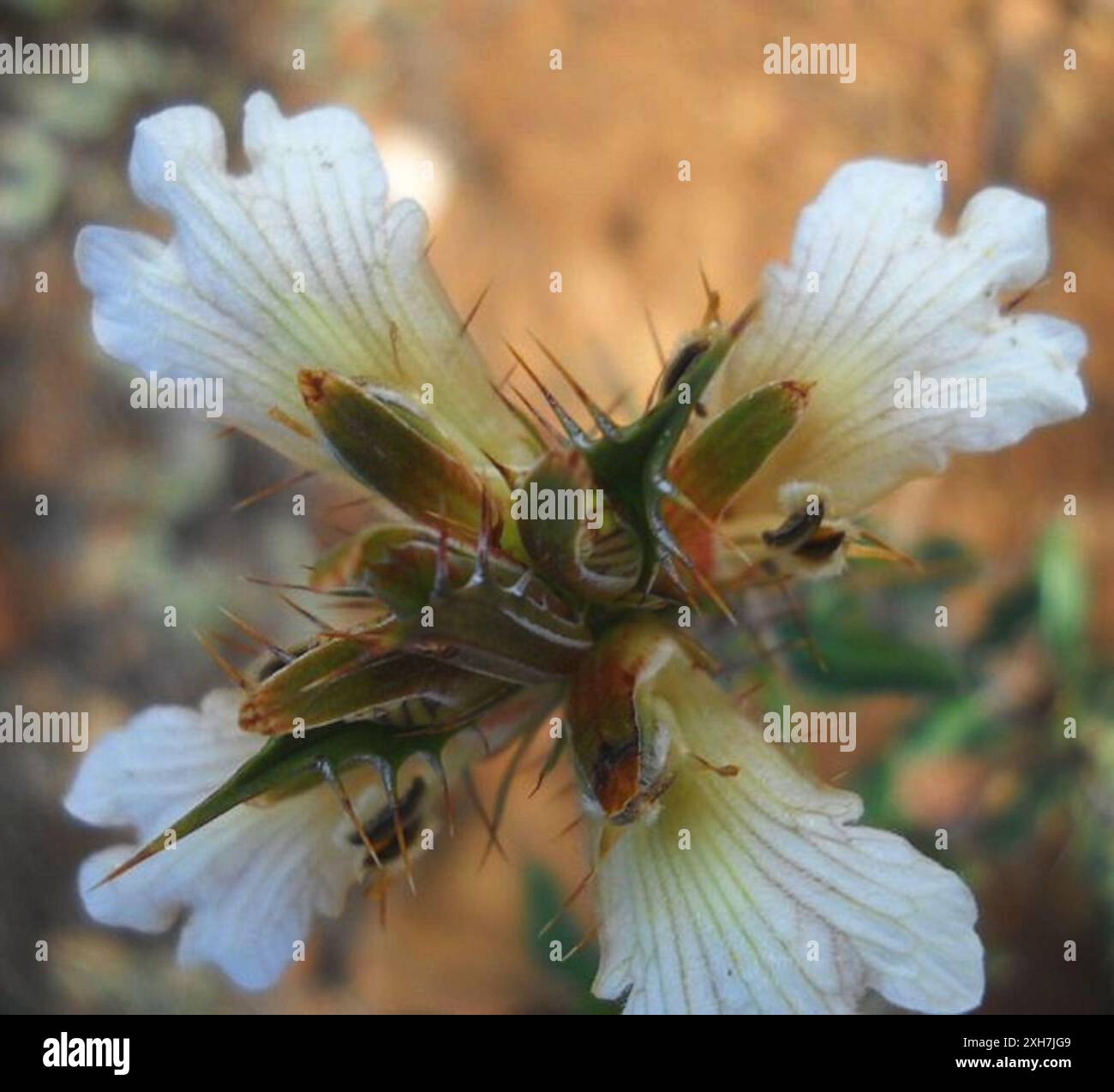 Cape Lashes (Blepharis capensis) , Min Water: On Steenbokrant at Min ...