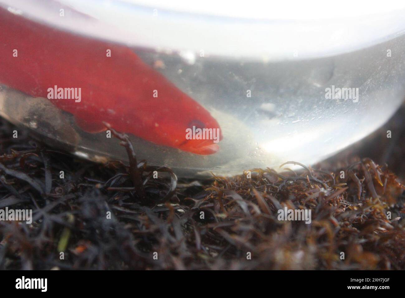 Penpoint Gunnel (Apodichthys flavidus) , pillar point CA Stock Photo ...