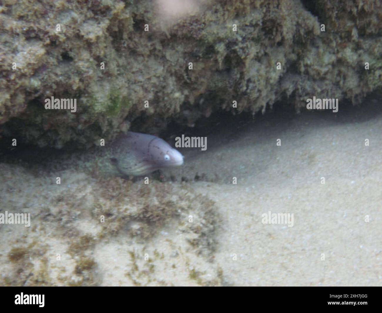 Geometric Moray (Gymnothorax griseus) Lighthouse - Island Rock Road ...