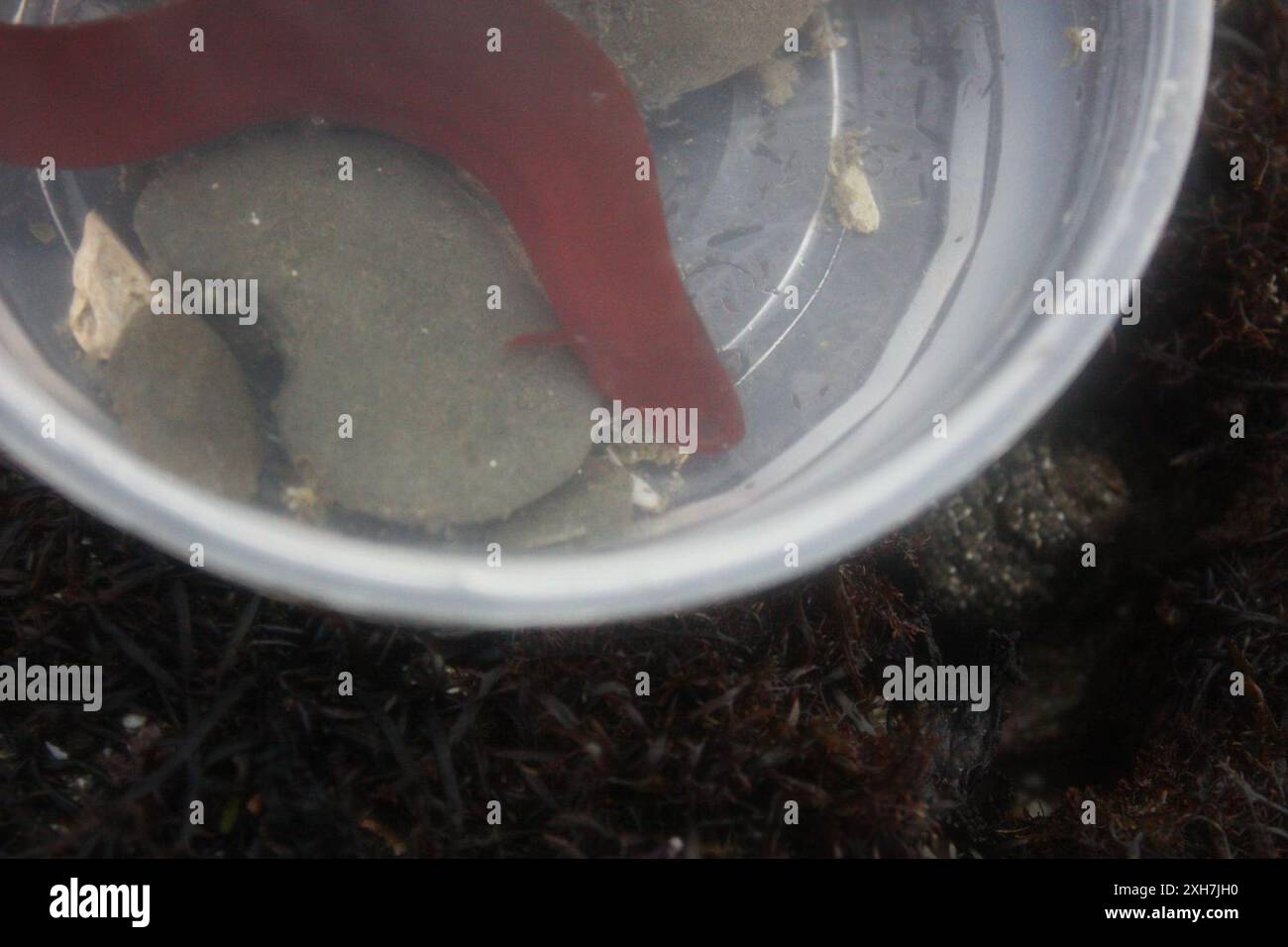 Penpoint Gunnel (Apodichthys flavidus) , pillar point CA Stock Photo ...
