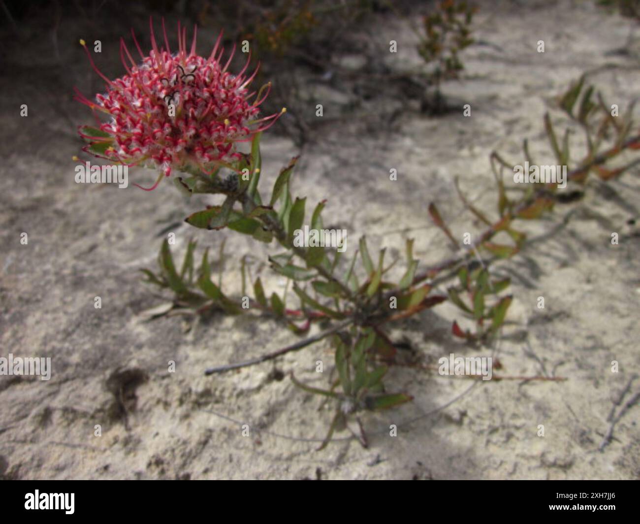 Arid Pincushion (Leucospermum calligerum) , Langeberg Nature Reserve ...