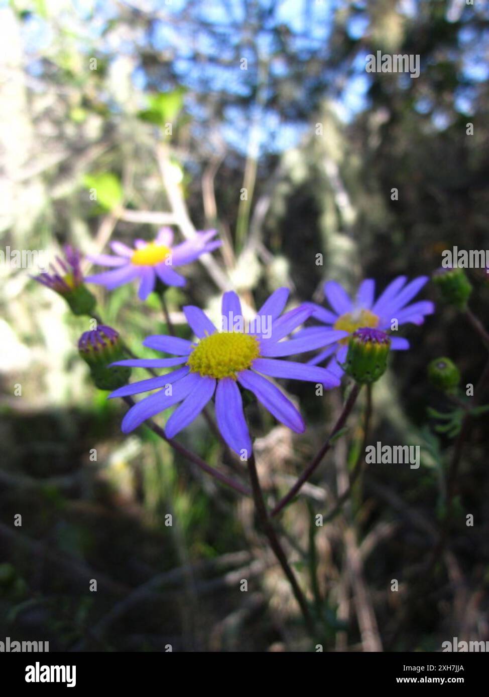 Red-purple Ragwort (Senecio elegans) , Dune Molerat Hike: Dune Molerat ...