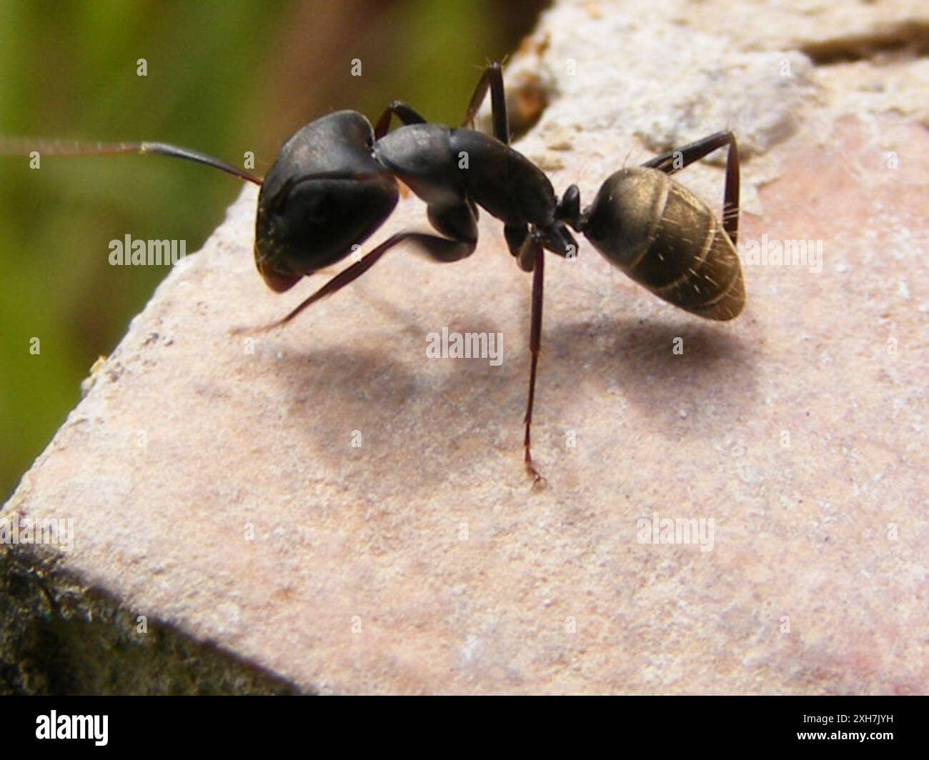 Shiny sugar ant (Camponotus cinctellus) Jakkalsbessie, Malelane: In ...