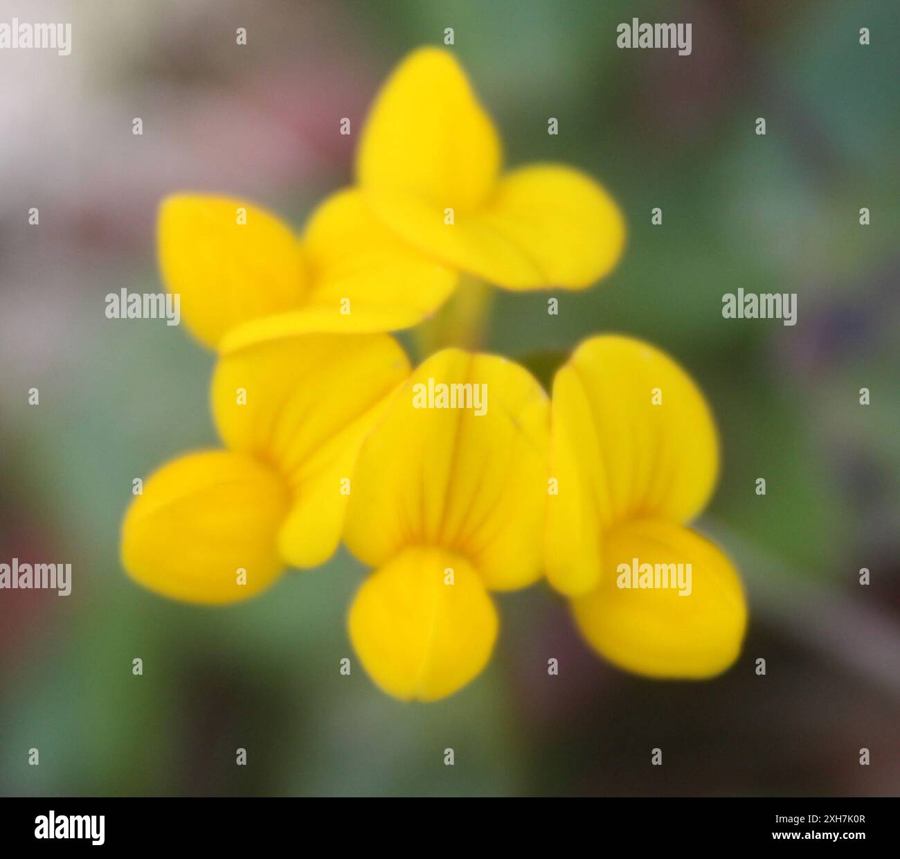 bird's-foot trefoil (Lotus corniculatus) Pillar Point, CA Stock Photo ...