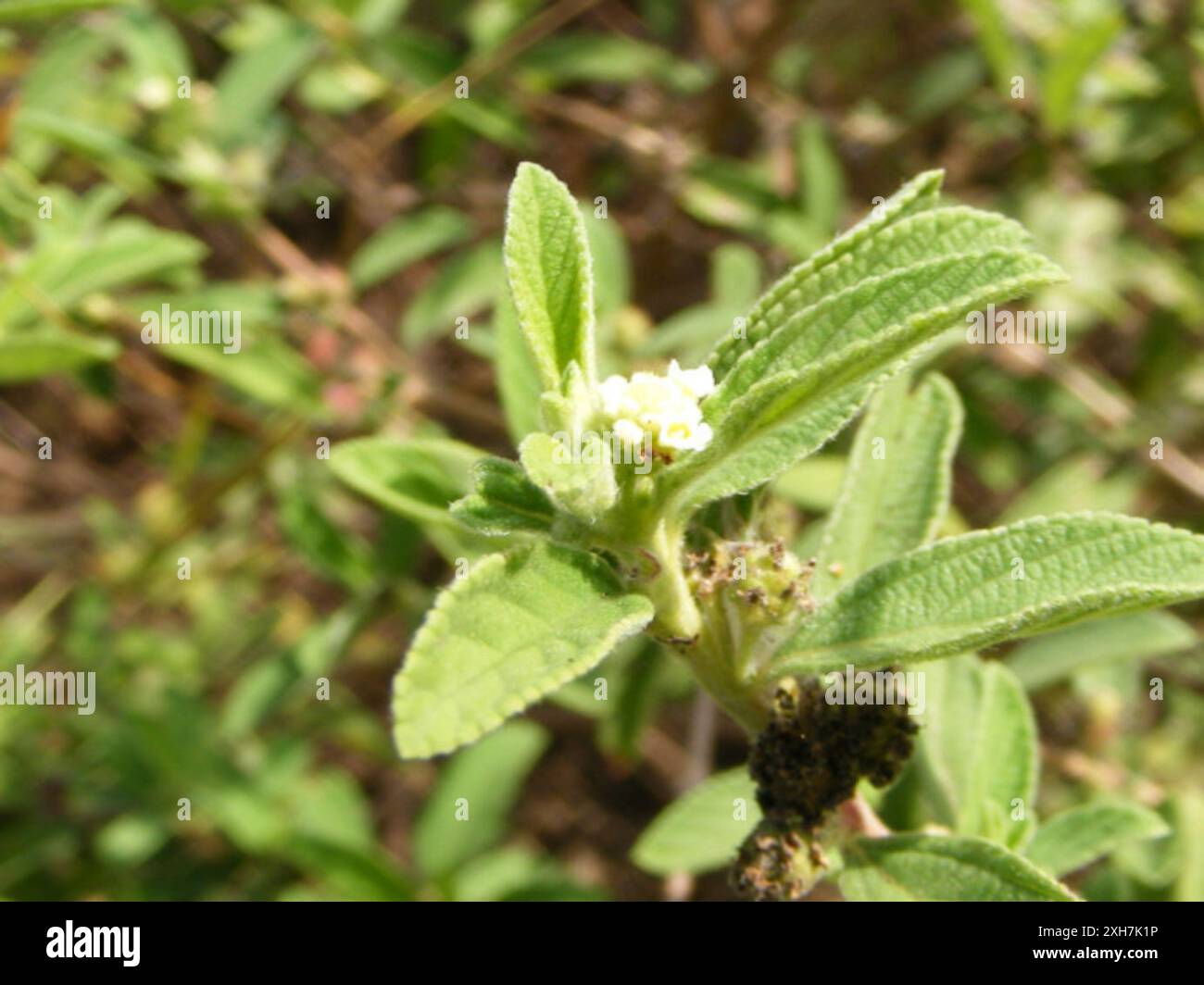 Fever Tea (Lippia javanica) 423, Vilankulo: On Sasol pipeline route ...