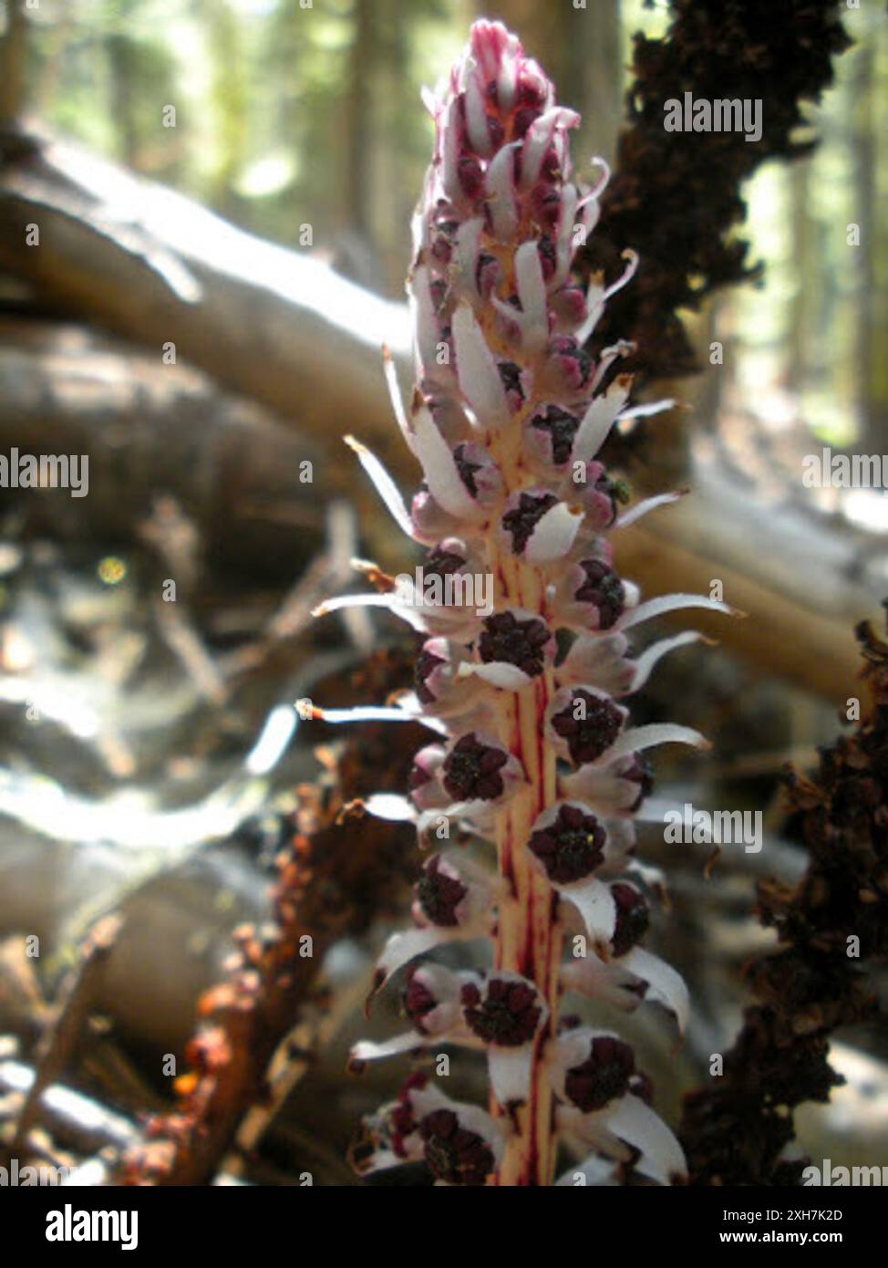 Allotropa hi-res stock photography and images - Alamy