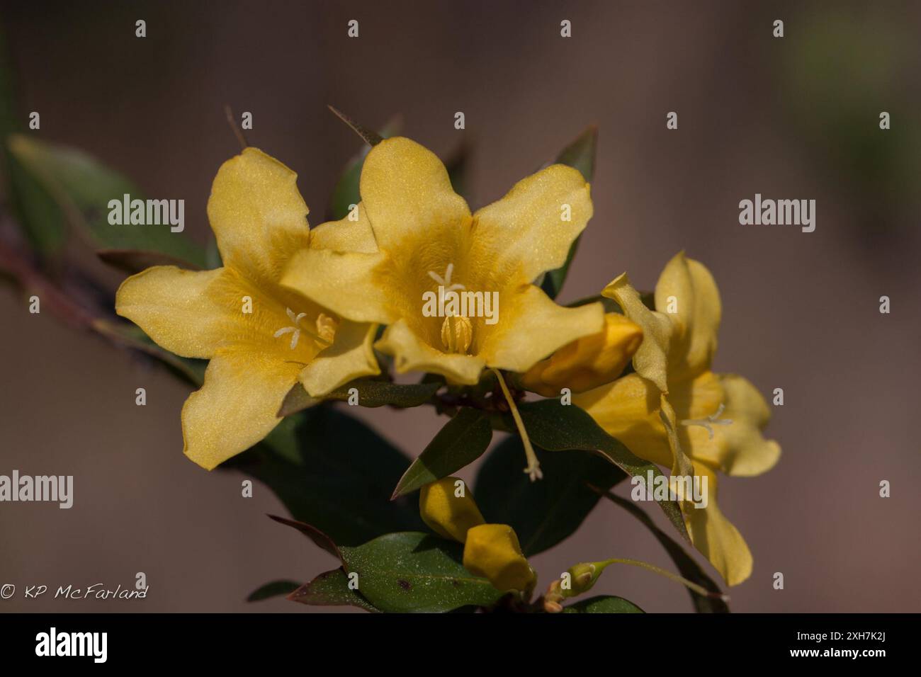 yellow jessamine (Gelsemium sempervirens) Raleigh, North Carolina ...