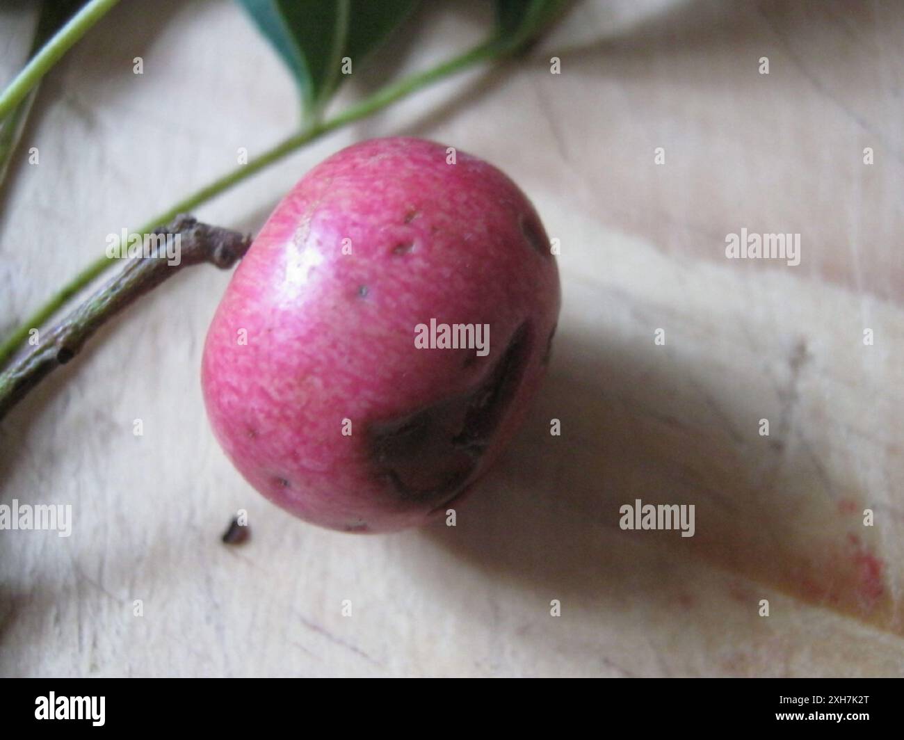 Cape Ash (Ekebergia capensis) Strawberry Hill Fern Trail Stock Photo ...