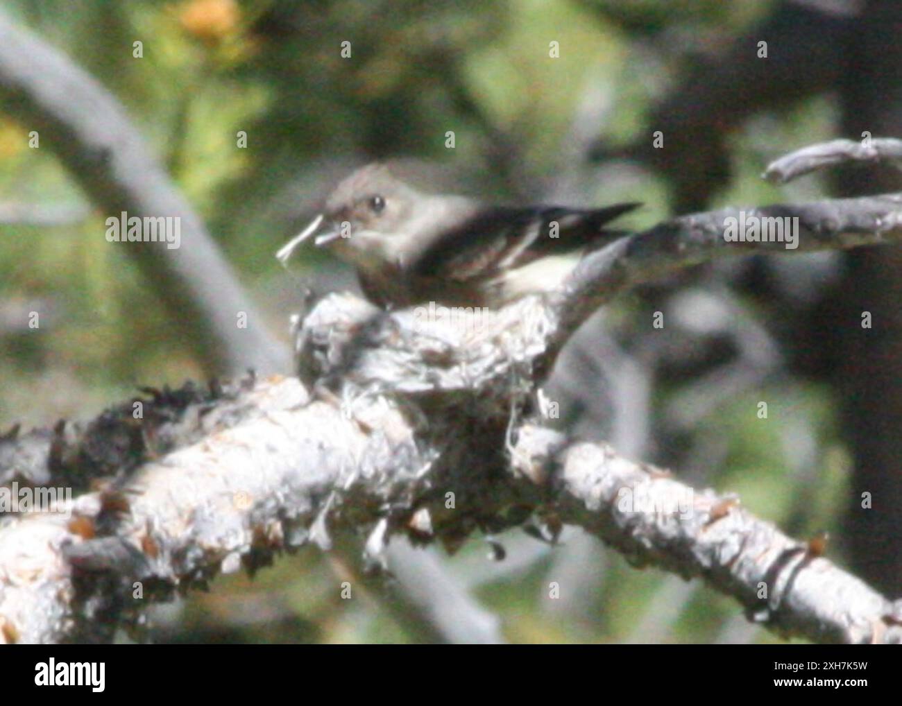 Western Wood-Pewee (Contopus sordidulus) sagehen creek fieldstation ...