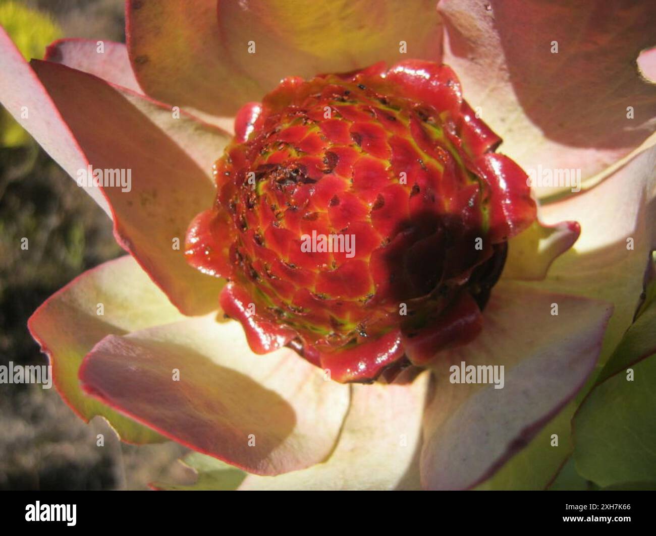 Spicy Conebush (Leucadendron tinctum) Rooiberg in the Gamka Nature ...
