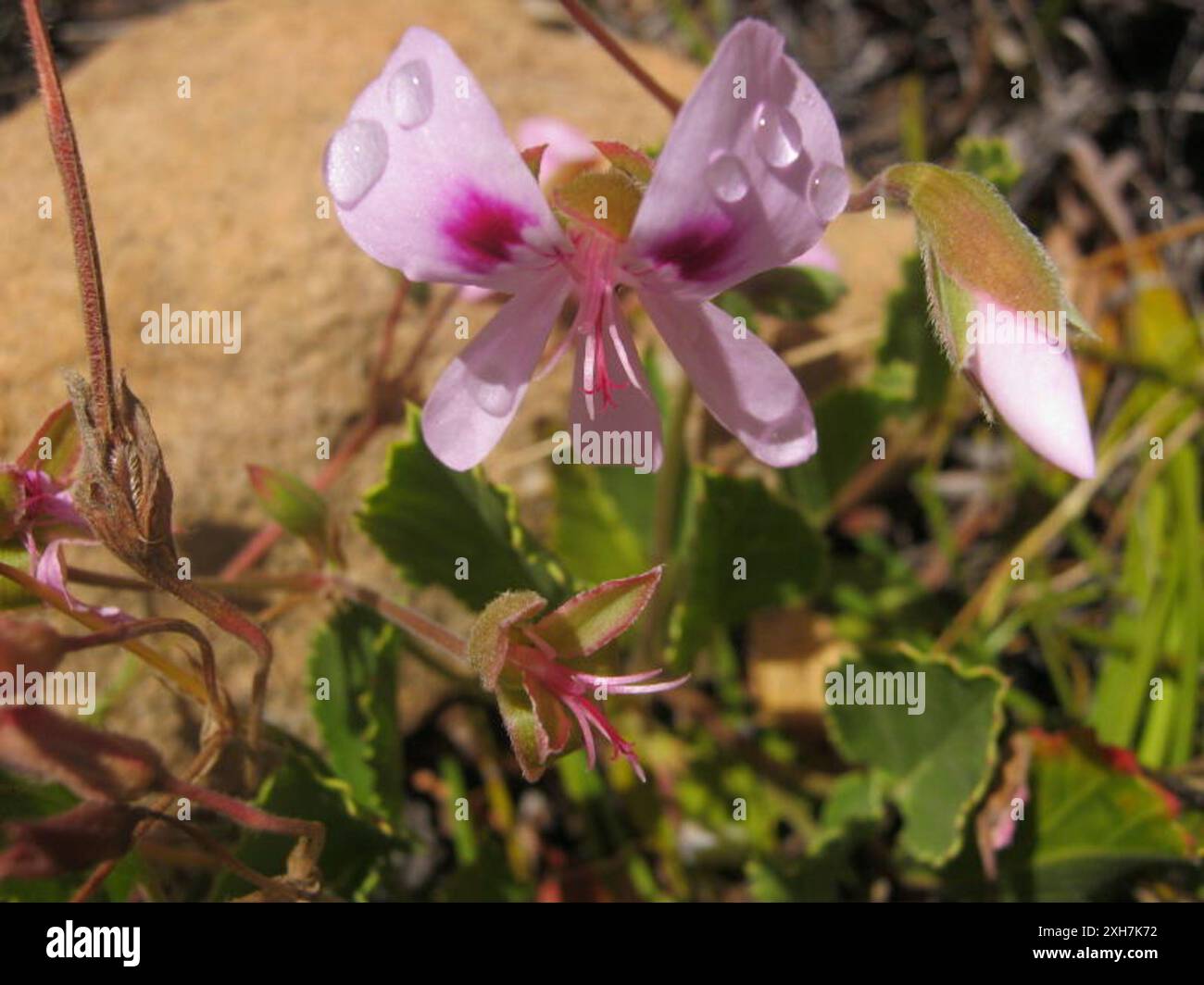 Common Ovalleaf Storksbill (Pelargonium ovale ovale) Rust en Vrede in ...
