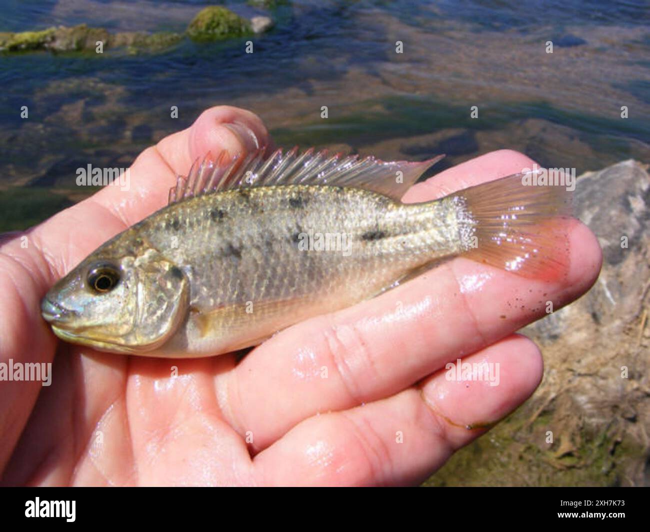 Mozambique Tilapia (Oreochromis mossambicus) H1-5, Kruger National Park ...