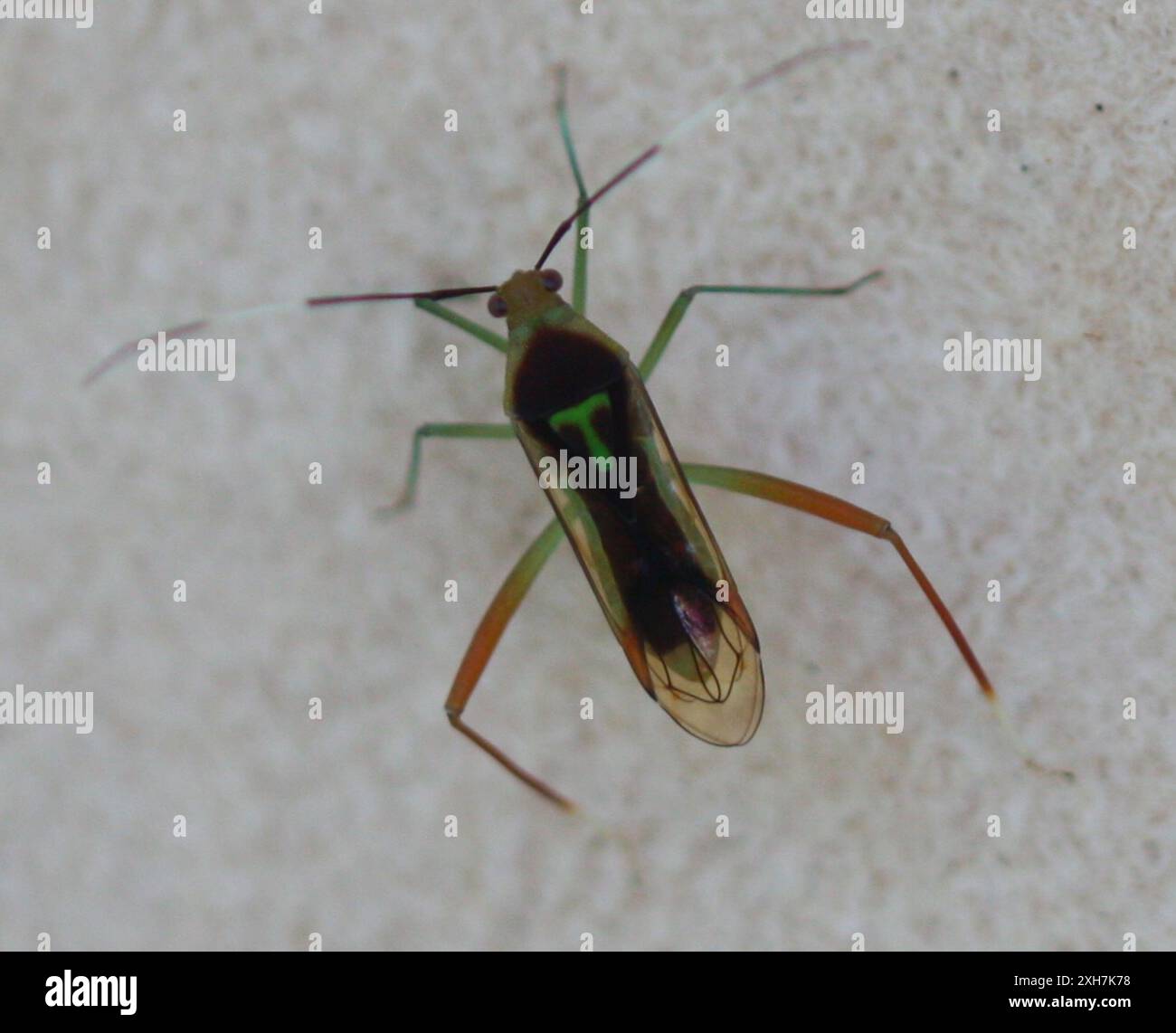 Green T Bug (Macrolonius sobrinus) Danum Valley Stock Photo - Alamy