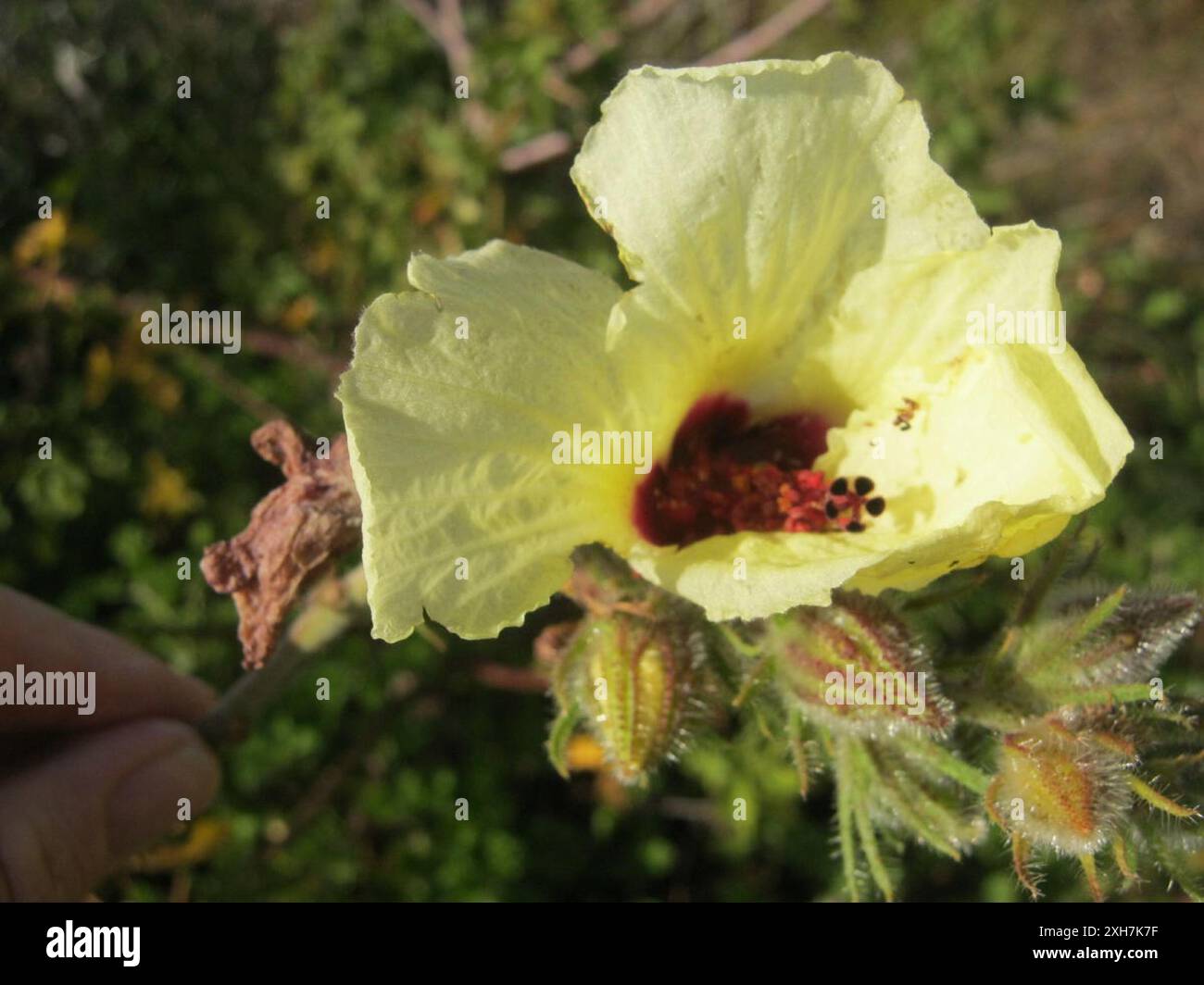 Prickly Tree Hibiscus (Hibiscus diversifolius diversifolius) Dune ...