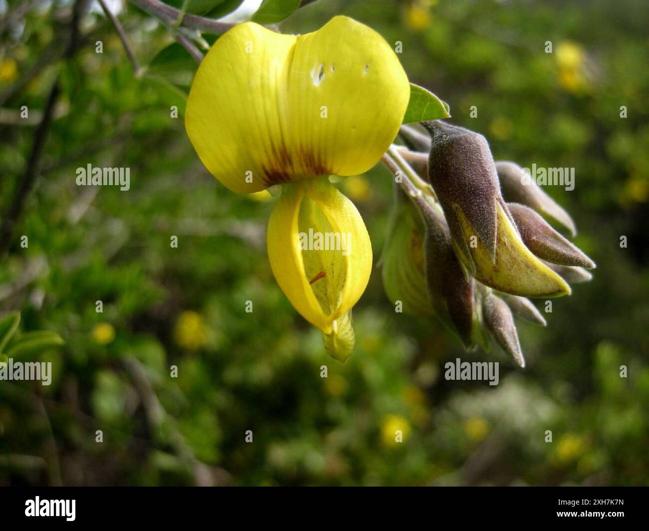 Cape Rattlepod (Crotalaria capensis) Diosma aristata Reserve near ...
