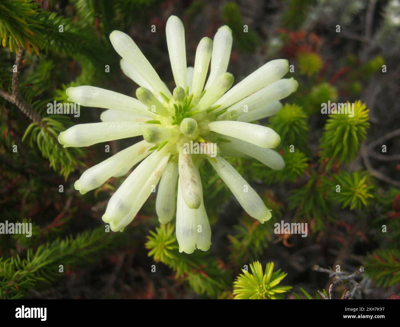 Bottle Green Heath (Erica sessiliflora) Herolds Bay Cliff Path Stock ...