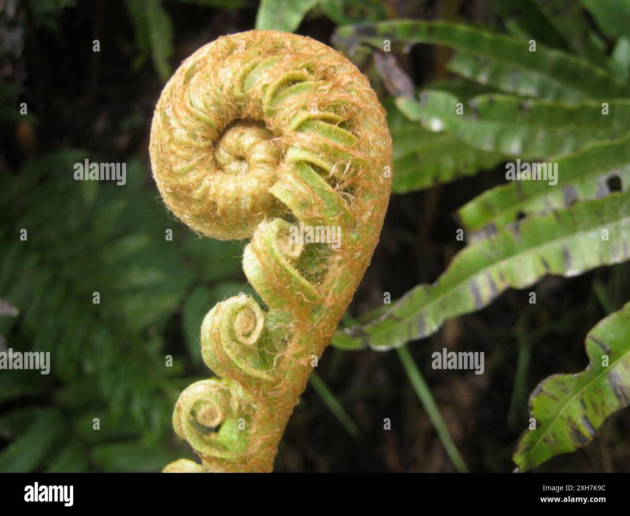 Cape Hard Fern (Blechnum capense) Gouna State Forests Stock Photo - Alamy