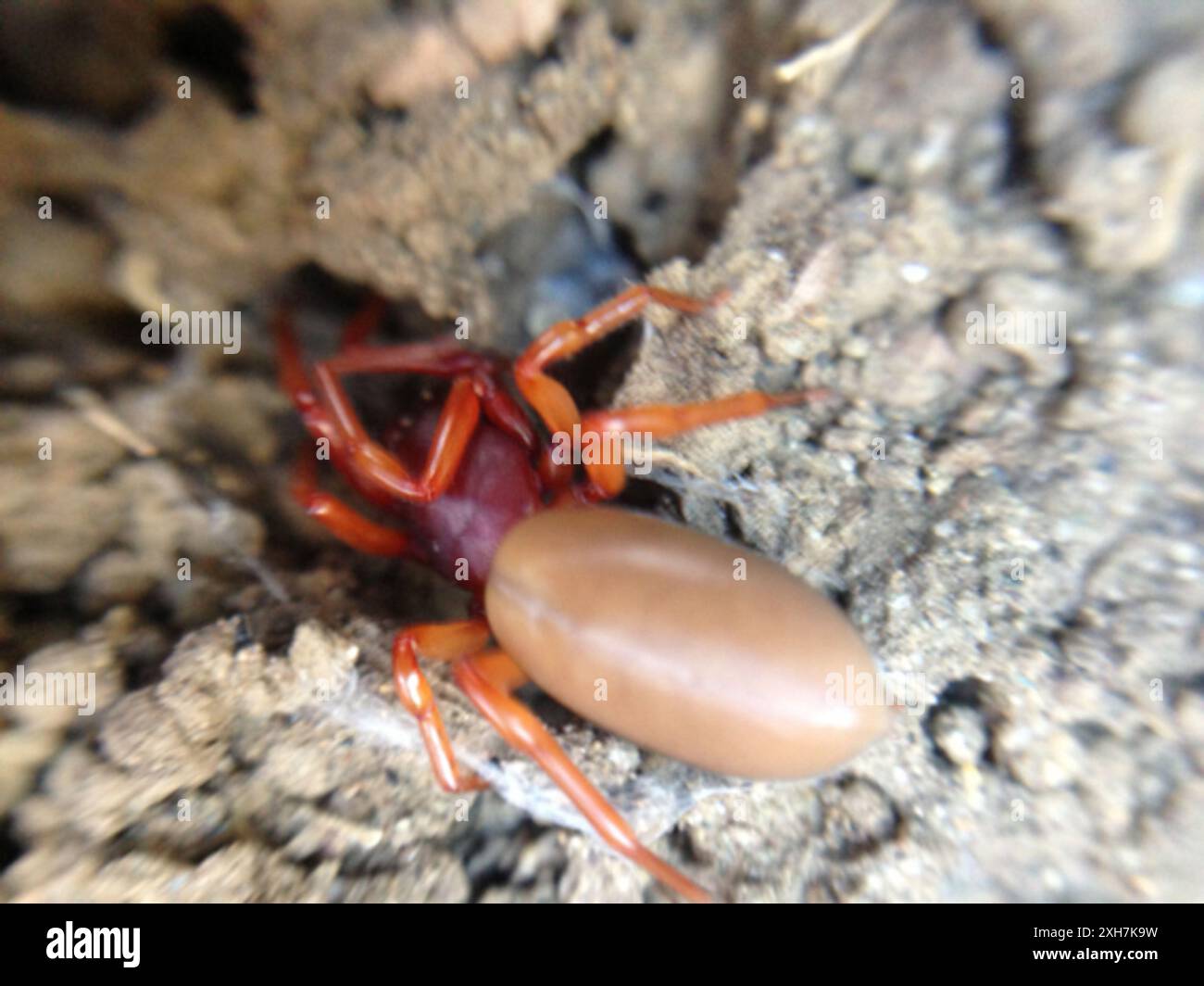 Woodlouse Spider (Dysdera crocata) Mare Island Naval Complex, Vallejo ...