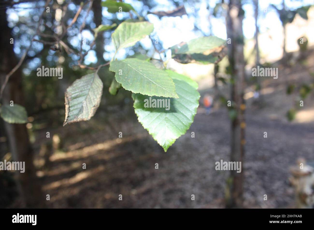 white alder (Alnus rhombifolia) , glen canyon park Stock Photo - Alamy