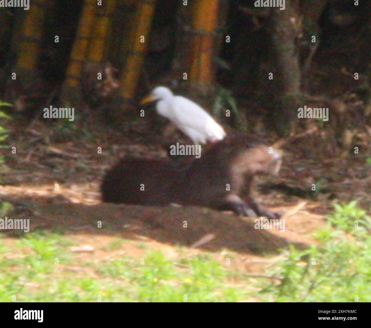 Lesser Capybara (Hydrochoerus isthmius) Gamboa Panama Stock Photo - Alamy