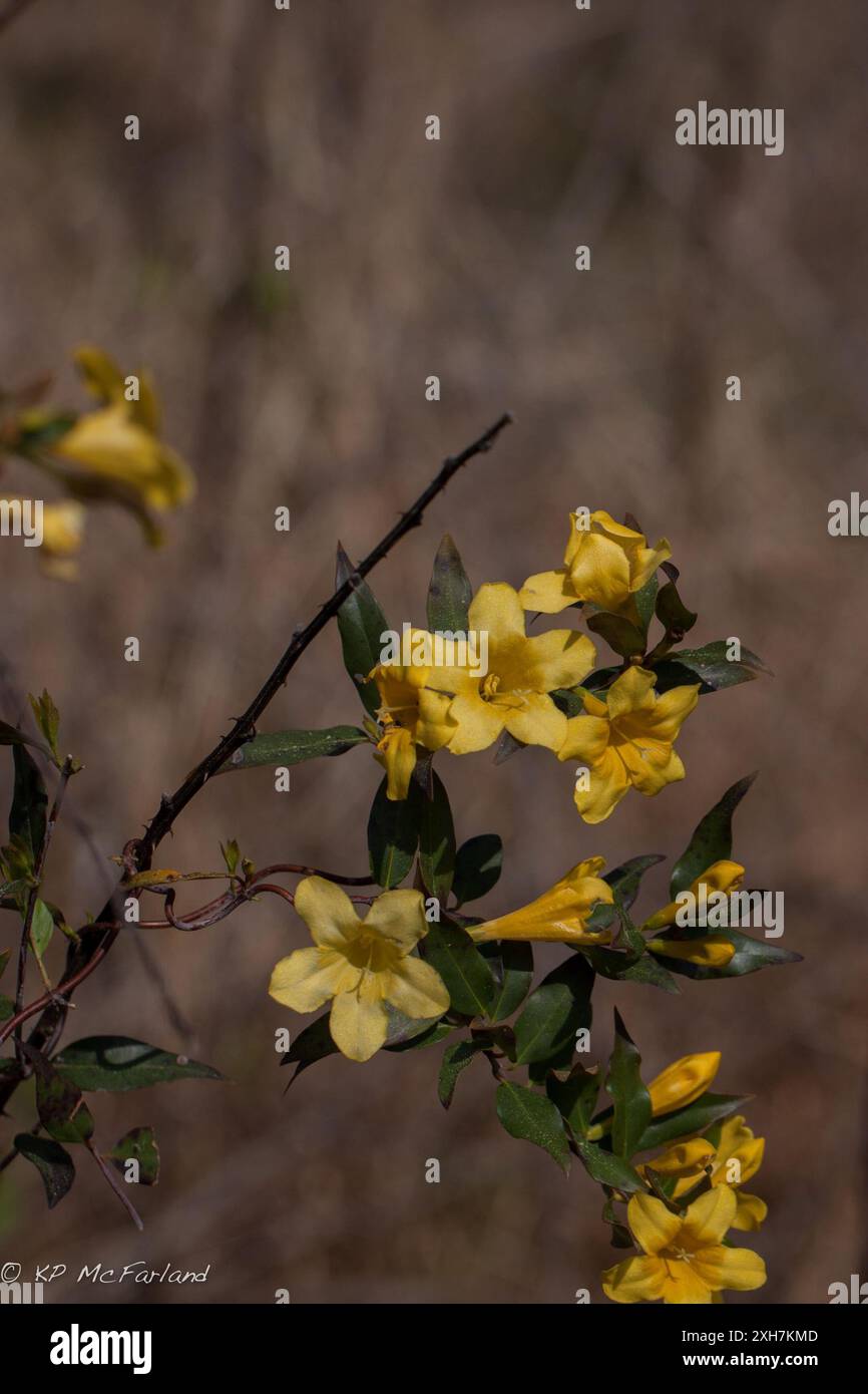 yellow jessamine (Gelsemium sempervirens) Raleigh, North Carolina ...
