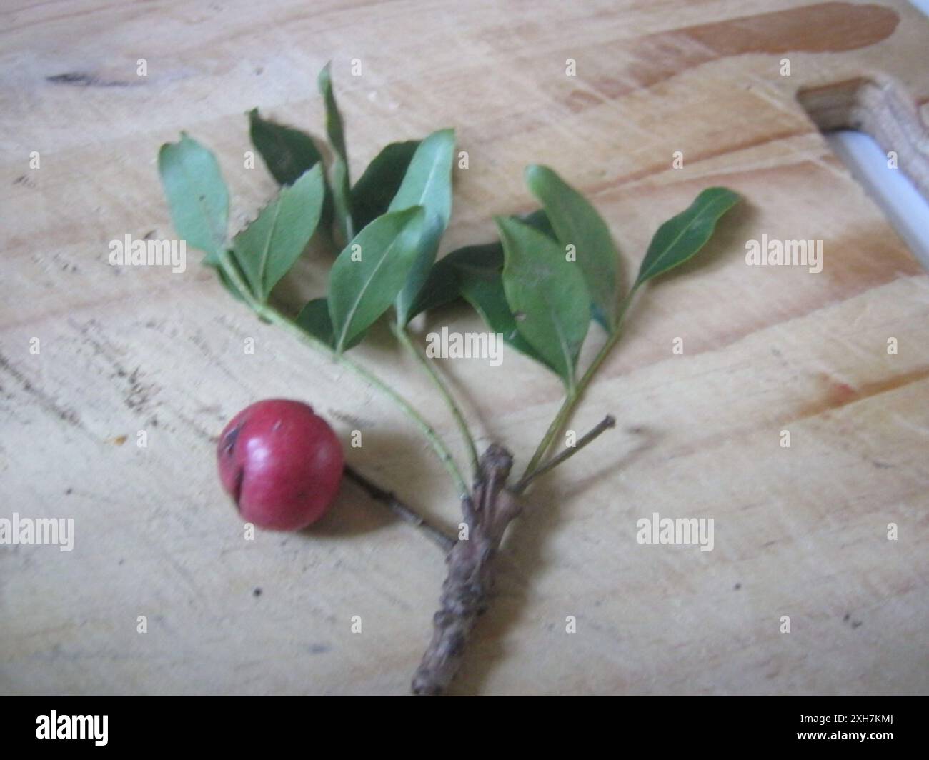 Cape Ash (Ekebergia capensis) Strawberry Hill Fern Trail Stock Photo ...