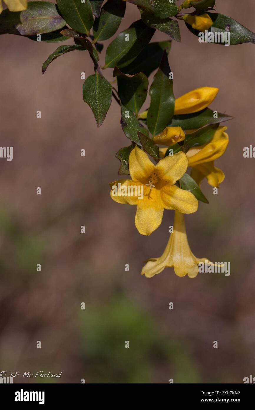 yellow jessamine (Gelsemium sempervirens) Raleigh, North Carolina ...