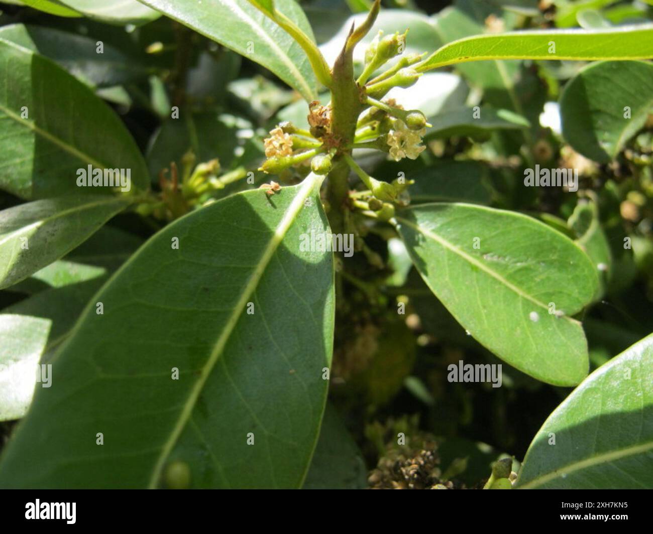 Southern White Milkwood (Sideroxylon inerme inerme) Salt River Hike: At ...