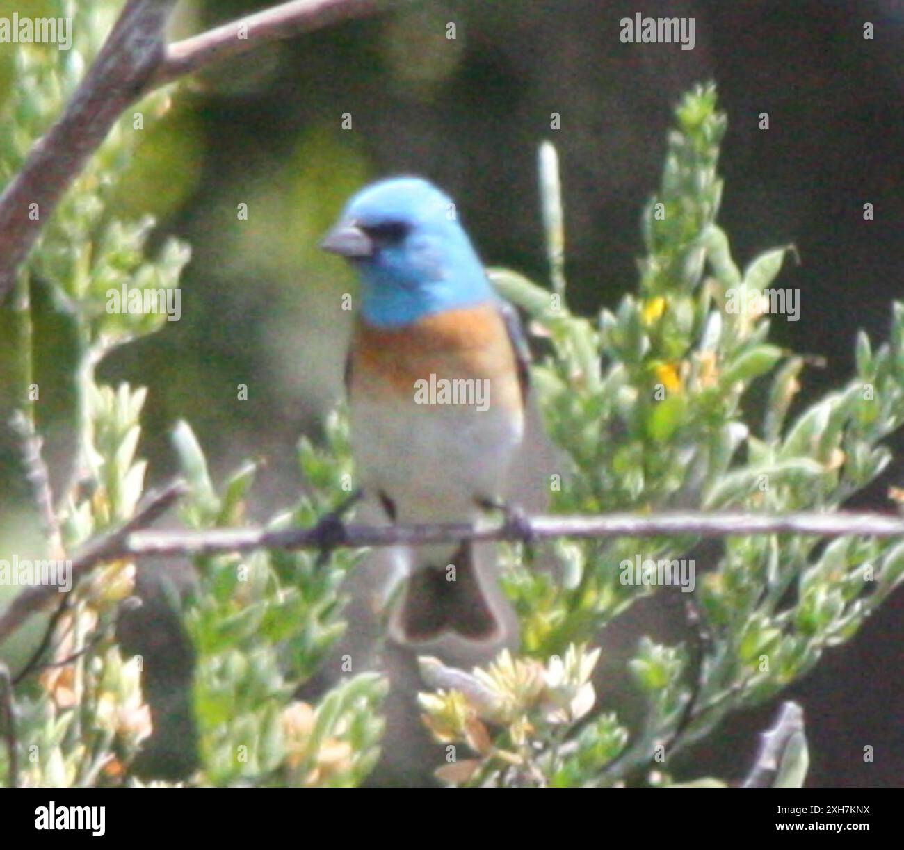 Lazuli Bunting (Passerina amoena) McLaren Park San Francisco Stock ...