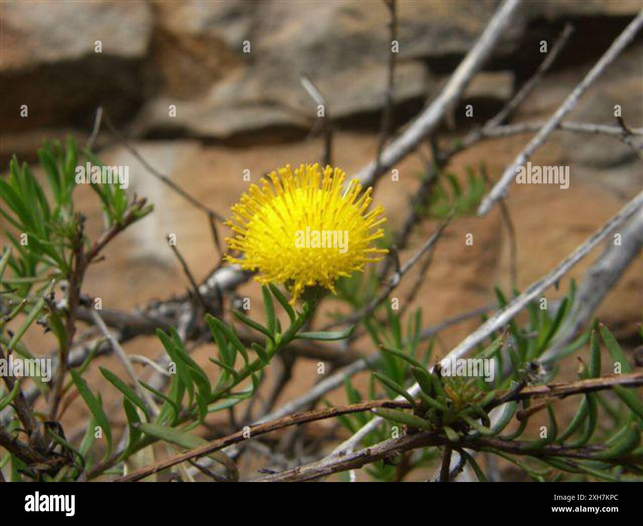 Rooiberg nature reserve hi-res stock photography and images - Alamy