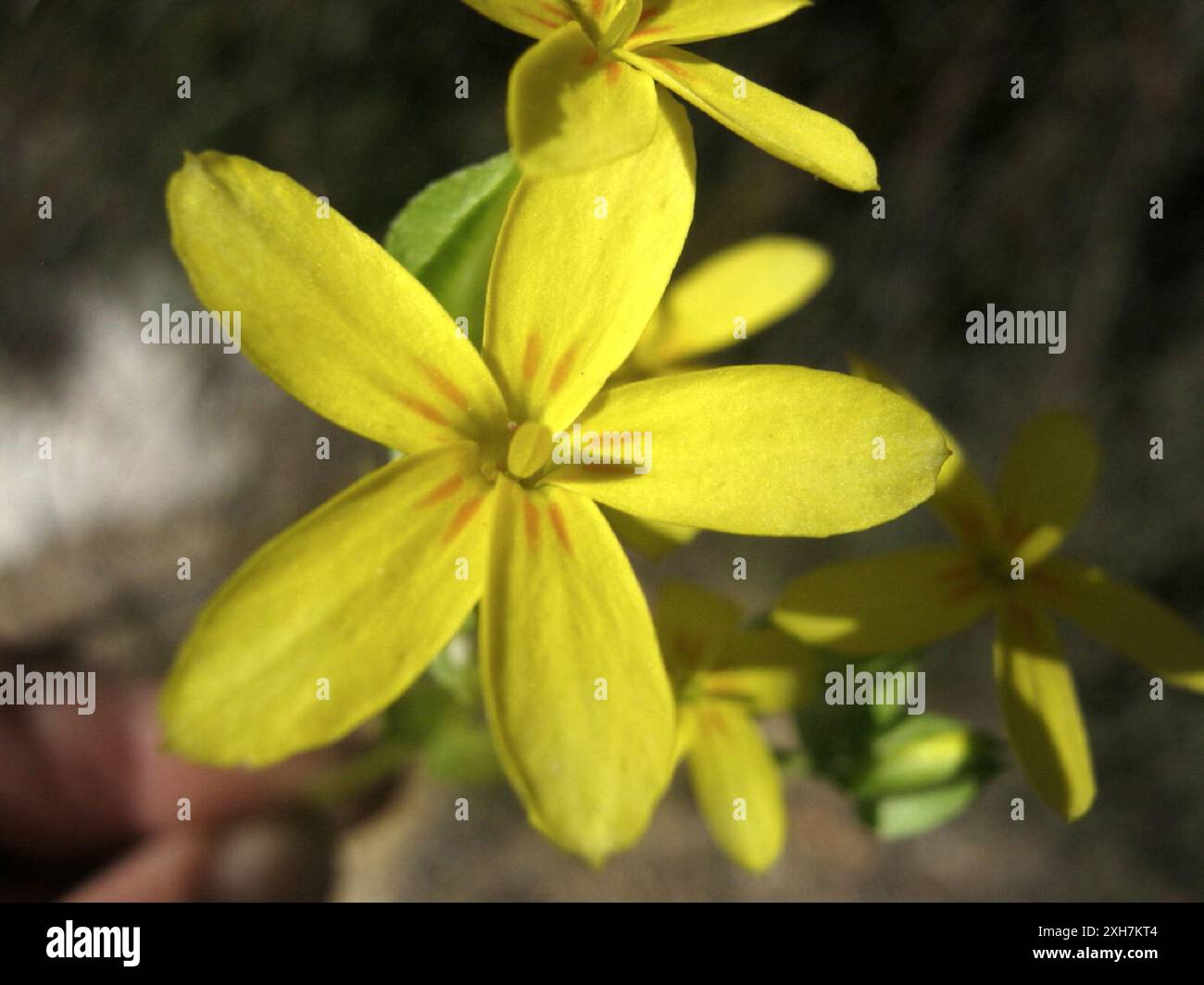 Common Yellowwort (Sebaea exacoides) Kristalkloof Hike in the Langeberg ...