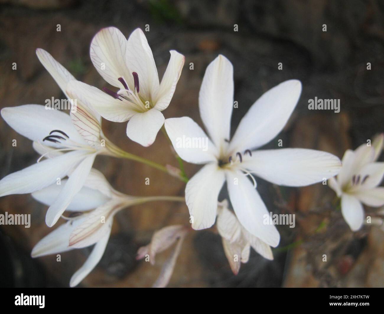 White Kleinkaroo Triton (Tritonia bakeri bakeri) Railway line from the ...