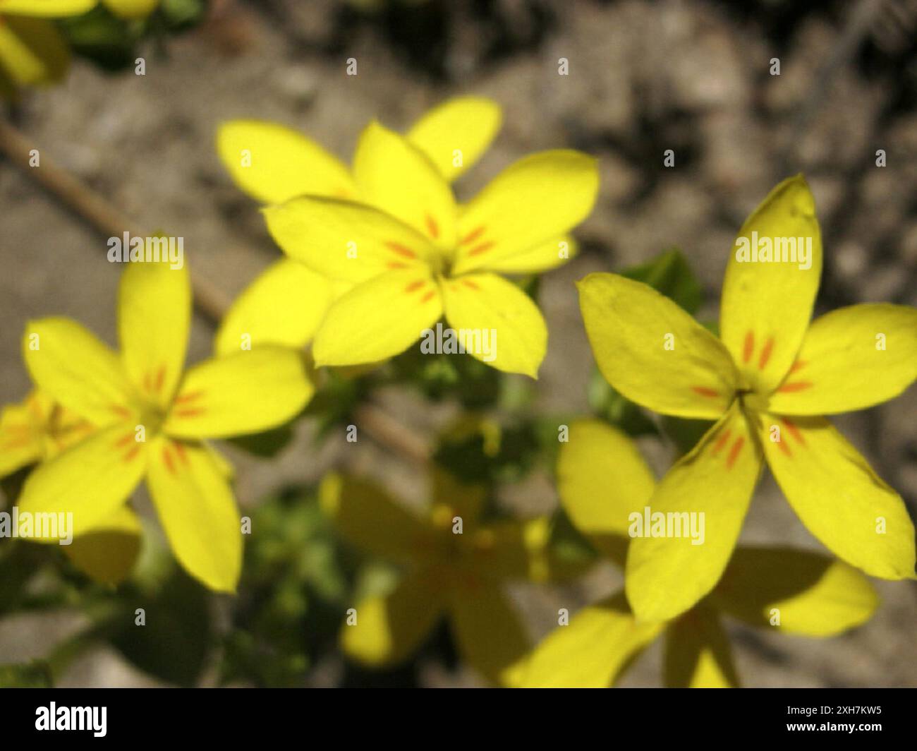 Common Yellowwort (Sebaea exacoides) Kristalkloof Hike in the Langeberg ...