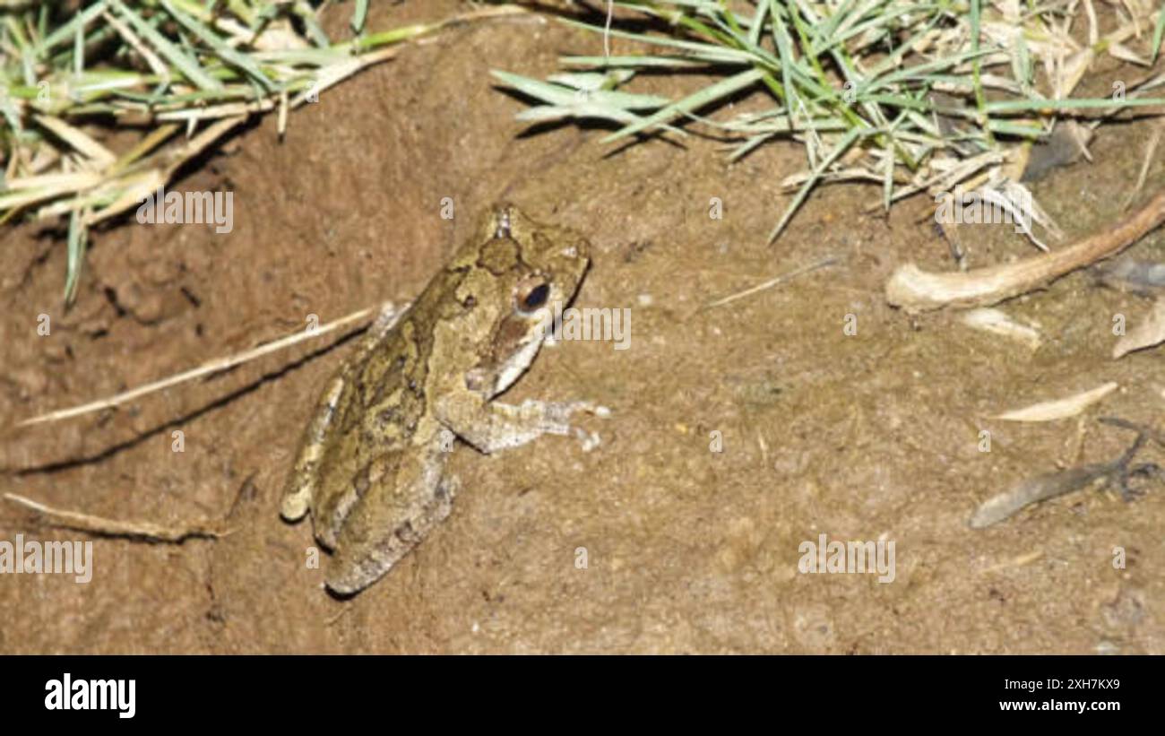 Grey Foam-nest Tree Frog (Chiromantis xerampelina) Cleveland: Next to ...