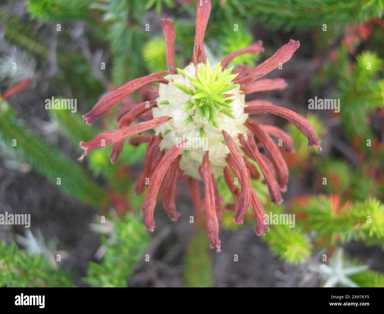 Bottle Green Heath (Erica sessiliflora) Herolds Bay Cliff Path Stock ...