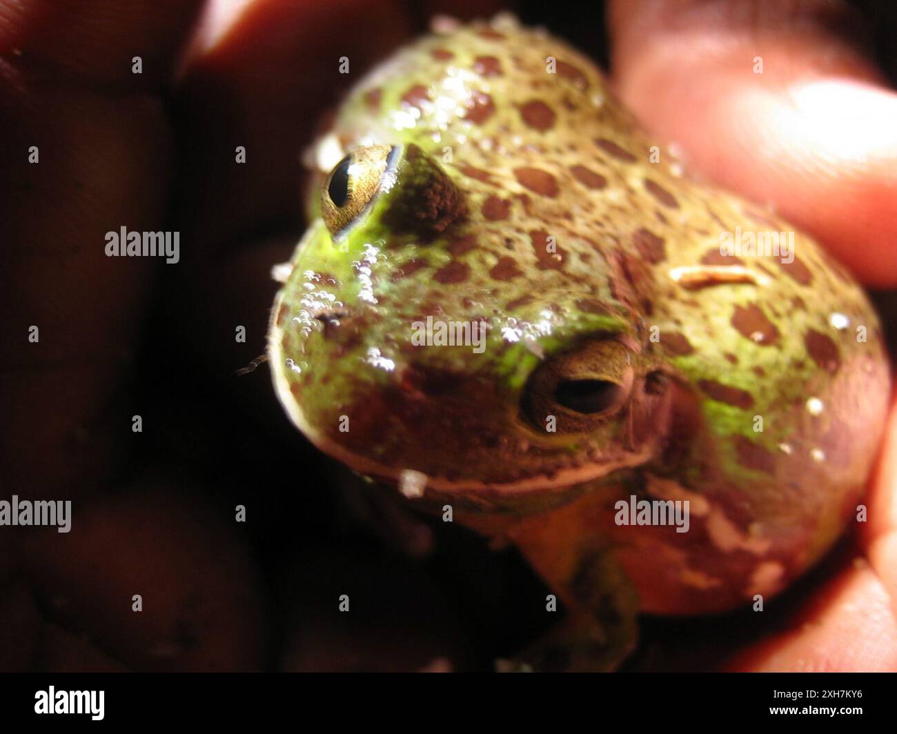 Barking Treefrog (Hyla gratiosa) , North Carolina, US Stock Photo - Alamy
