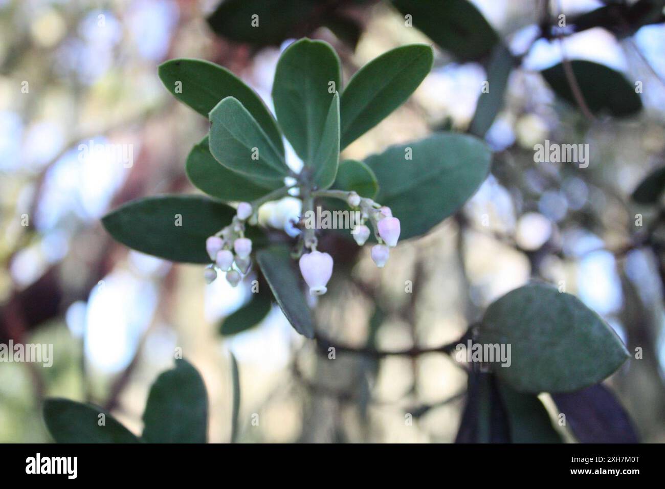 Common Manzanita (Arctostaphylos manzanita) , alexander valley Stock ...